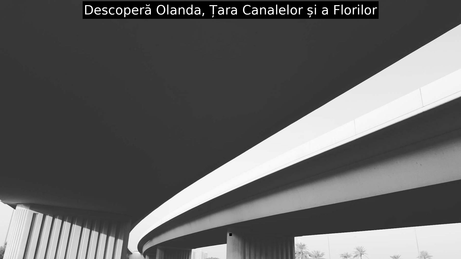 Descoperă Olanda, Țara Canalelor și a Florilor - Networking Hub